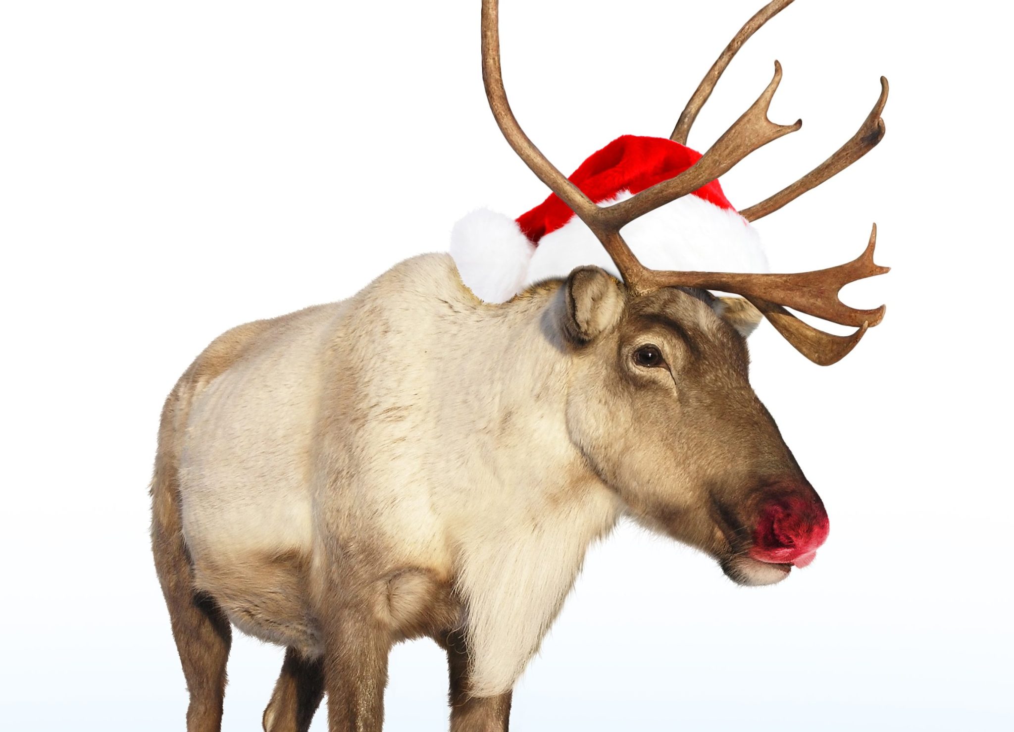 Entrevue exclusive avec Rudolph, le renne au nez rouge - L’Éclaireur ...